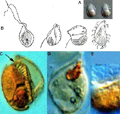 Nordic Microalgae