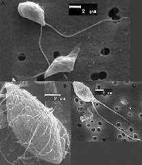 Nordic Microalgae