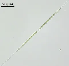 Nordic Microalgae