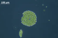 Nordic Microalgae