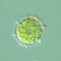 Nordic Microalgae