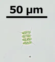Nordic Microalgae