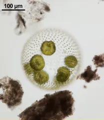 Nordic Microalgae