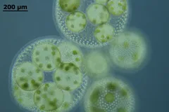 Nordic Microalgae