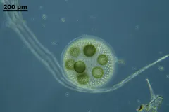 Nordic Microalgae